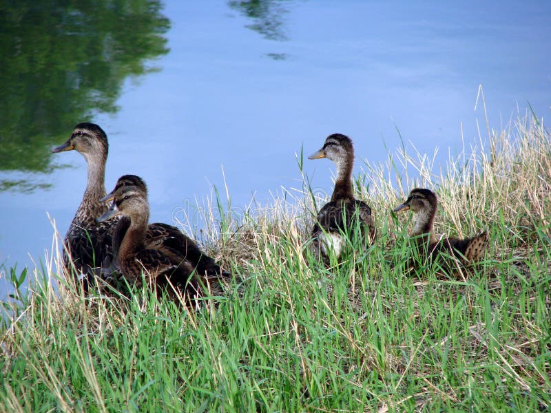Duck, Bird, Ecosystem, Fauna Picture. Image: 116611047