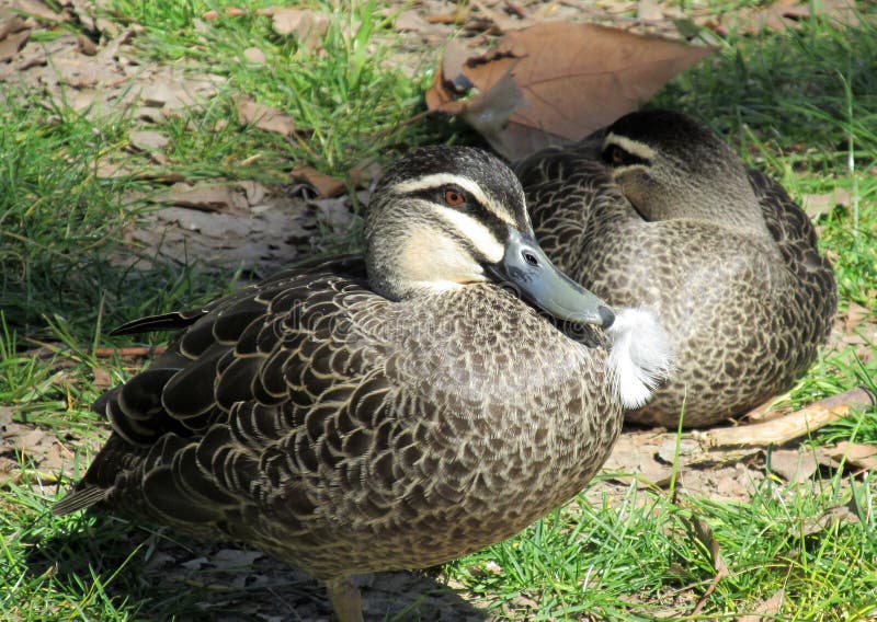 Duck, Bird, Fauna, Mallard Picture. Image: 127905197