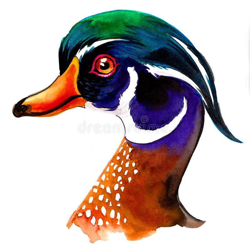 Duck bird stock illustration. Illustration of animal - 258752639