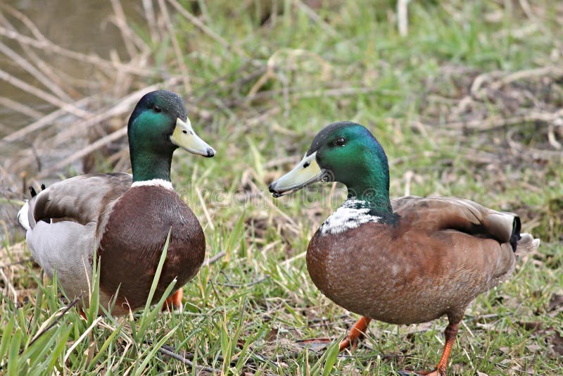 Duck, Bird, Mallard, Ducks Geese And Swans Picture. Image: 114227582