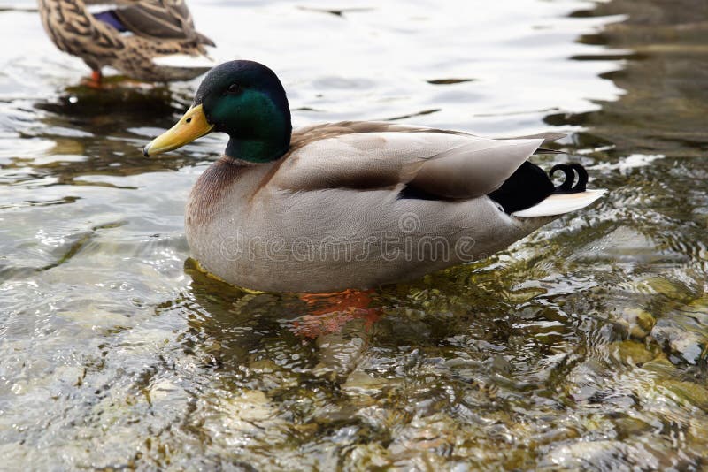 Duck, Bird, Mallard, Water Bird Stock Image - Image of pato, wildlife ...