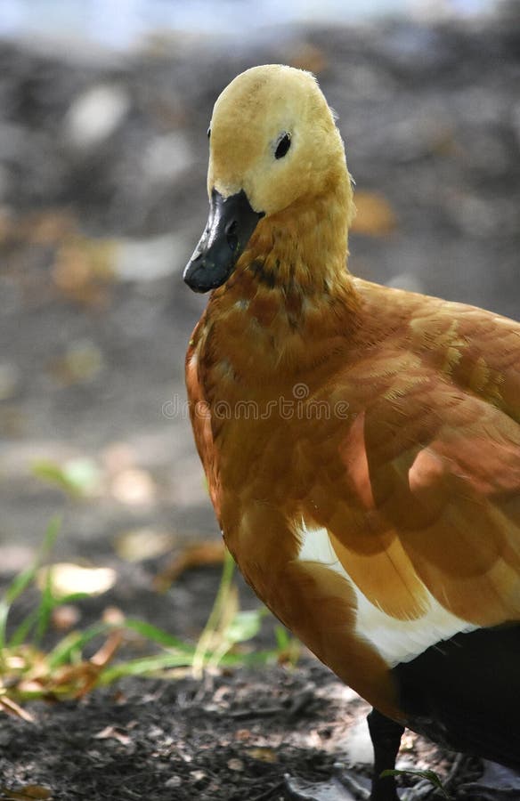 Duck Bird Nature Drake Animal Stock Image - Image of duck, animal ...