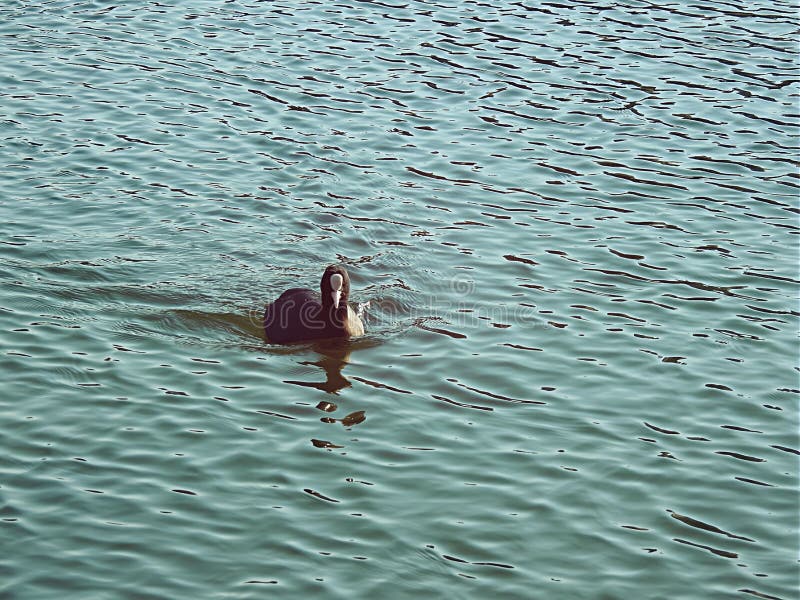 Duck Bird Relaxing in Nature Stock Image - Image of wildlife, animal ...