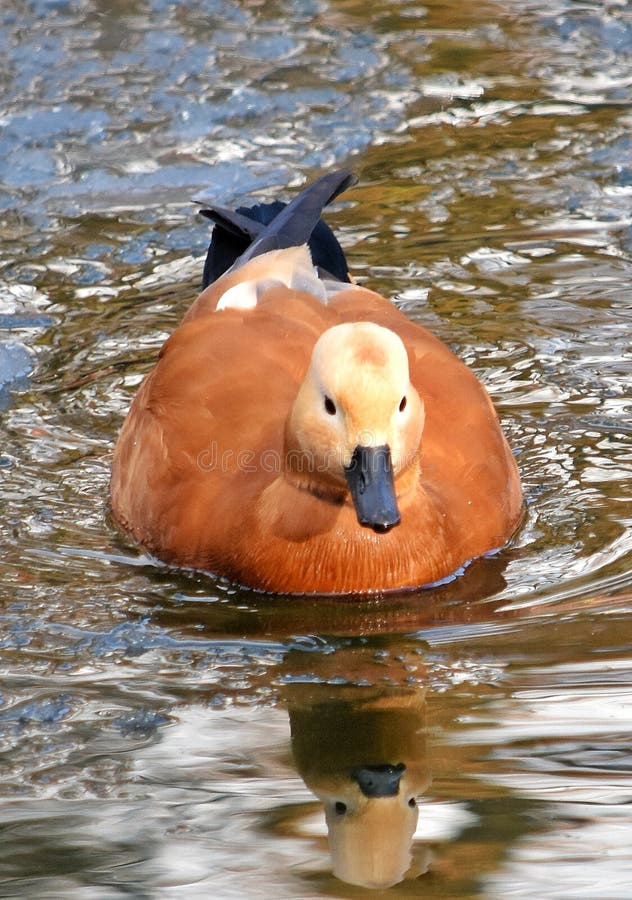 Duck Bird Swimming Water Cute Stock Image - Image of cute, swimming ...