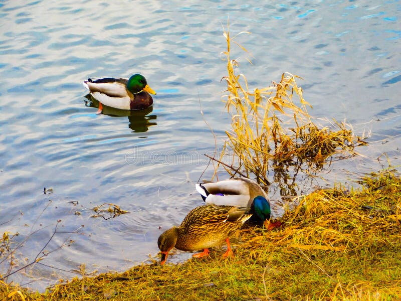 Duck Birds Animals Water Nature Stock Image - Image of water, duck ...