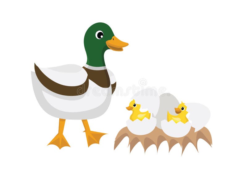 Duck and a Birth of a Baby Duckling Out of a White Egg. Stock Vector ...