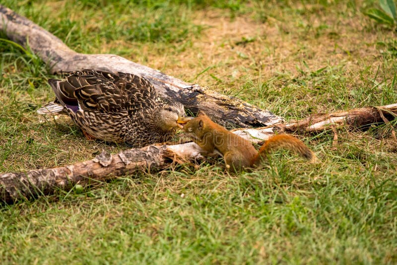 Duck biting Squirrel stock image. Image of plant, grass - 266712201