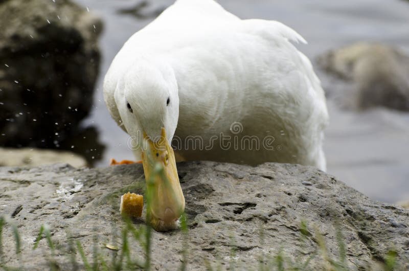 Duck and Bread II stock image. Image of lake, nature - 19794773