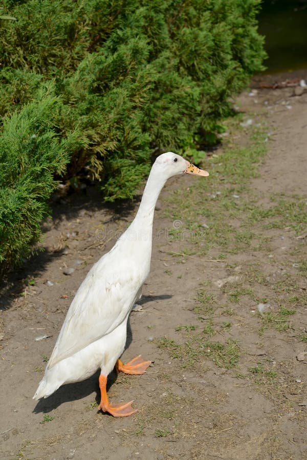 Duck of Breed Indian Runner Indian Runner of a White Color Stock Photo ...