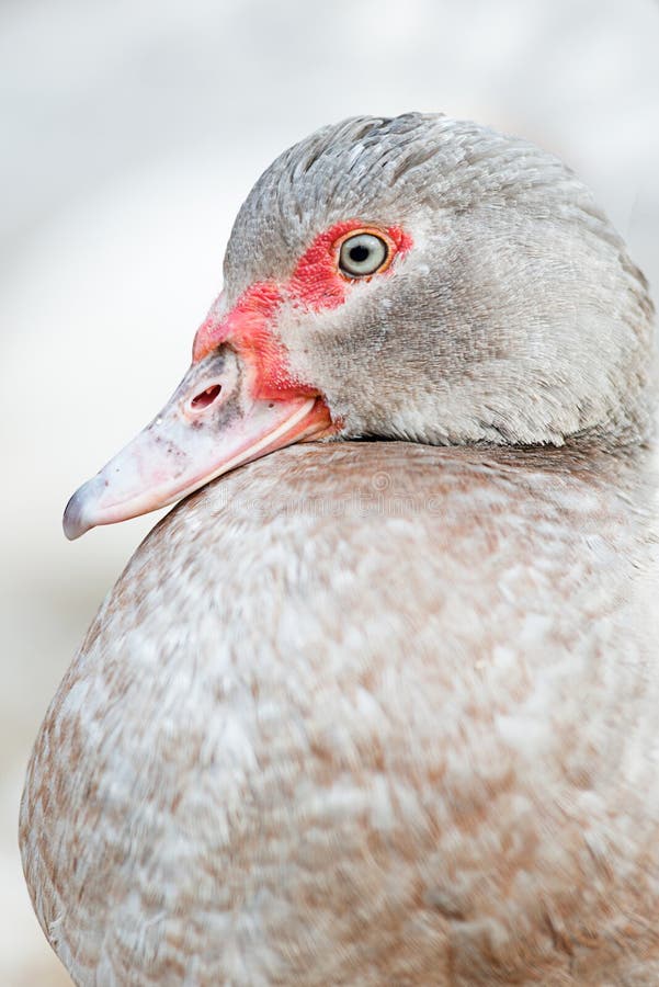 Duck Breeds with Red Beak on a Farm Stock Image - Image of mallard ...