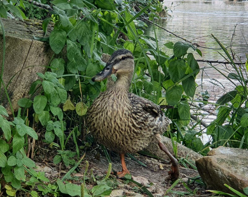 110 Duck Broken Beak Stock Photos - Free & Royalty-Free Stock Photos ...