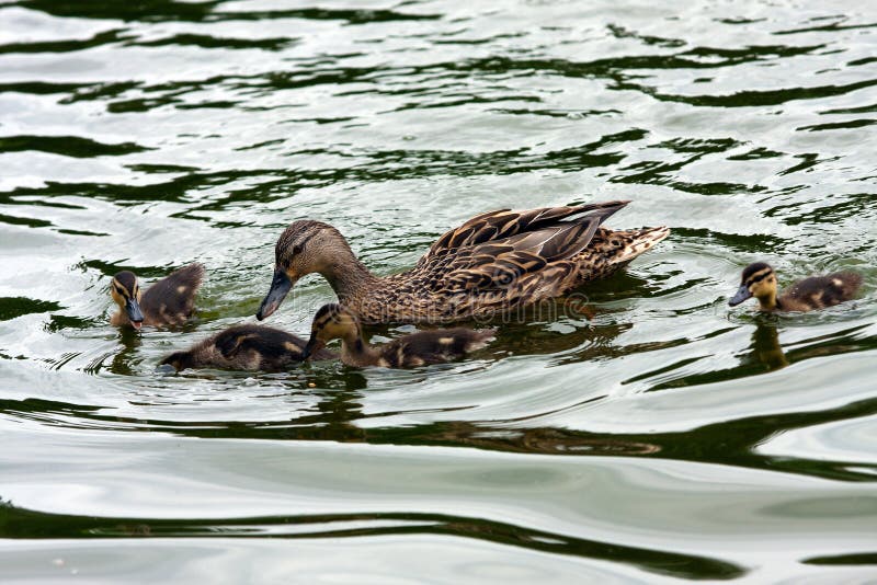 Duck brood. stock photo. Image of ducklings, beautiful - 41736188