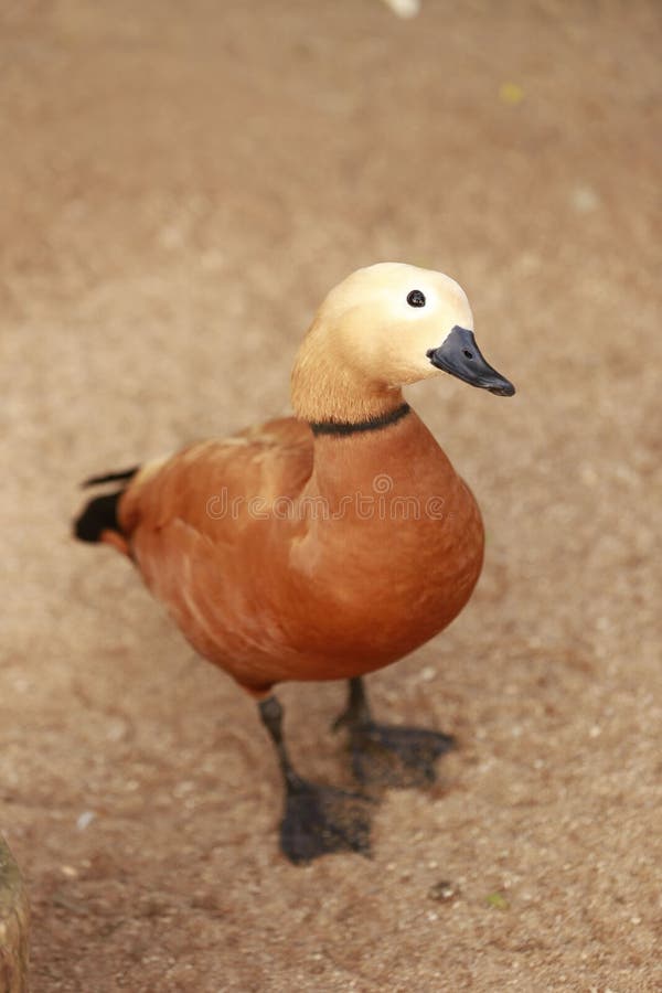 Duck stock photo. Image of nature, cute, brown, beak - 56128716