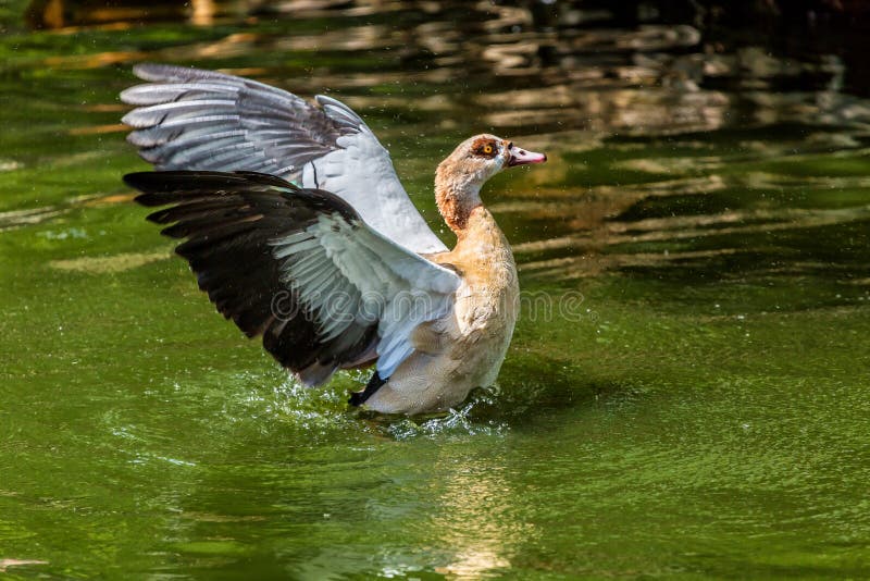 Duck stock photo. Image of brown, sunny, sitting, white - 49864070