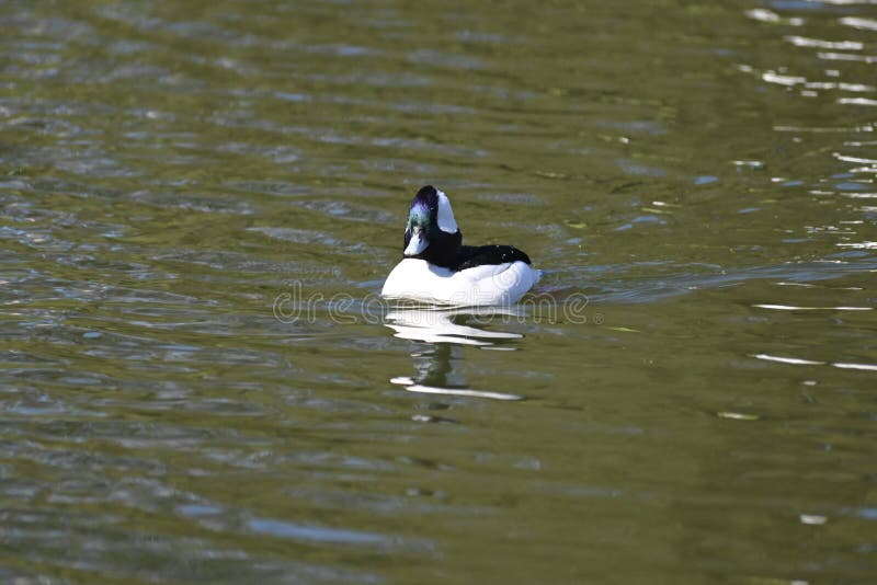 Bufflehead Bucephala Albeola Stock Image - Image of waves, animal: 88030385