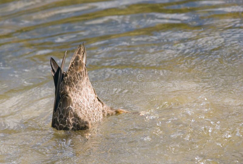 Duck Buttock Stock Photos - Free & Royalty-Free Stock Photos from ...
