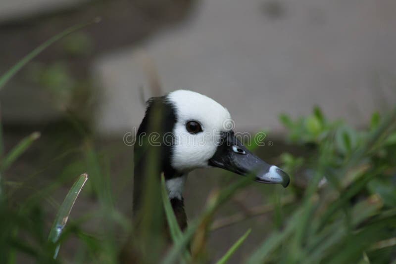 Duck hides stock image. Image of cute, duck, warm, duckling - 59780319