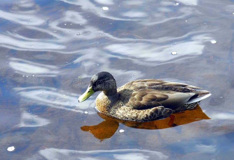 Duck, on calm river stock photo. Image of feed, calm - 97749210