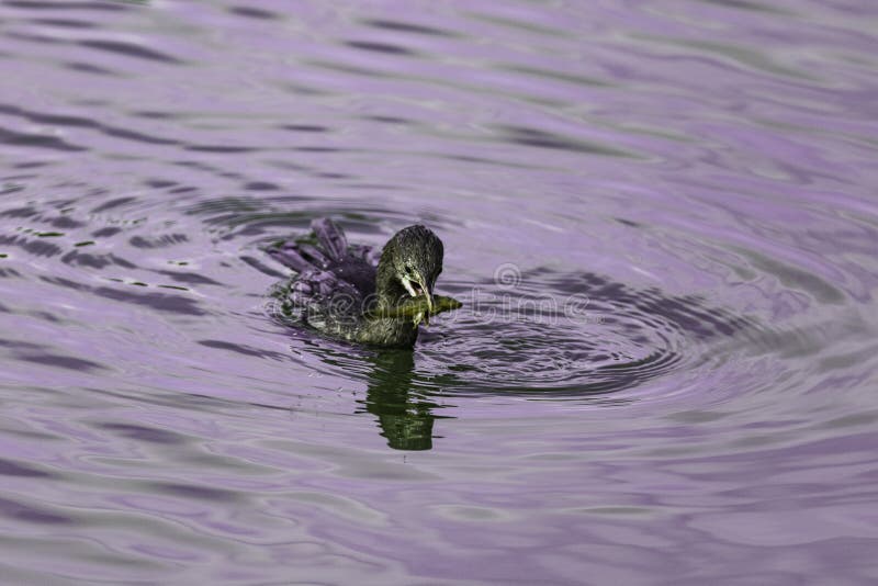 Duck Catching a Fish stock photo. Image of morning, light - 71138890