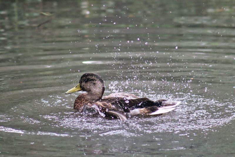 Splashing Duck stock photo. Image of animal, mallard - 239530836
