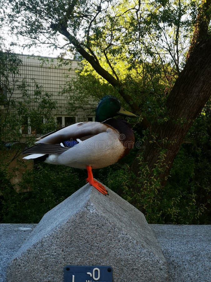 Duck on a ceiling stock image. Image of ceiling, plant - 263956597