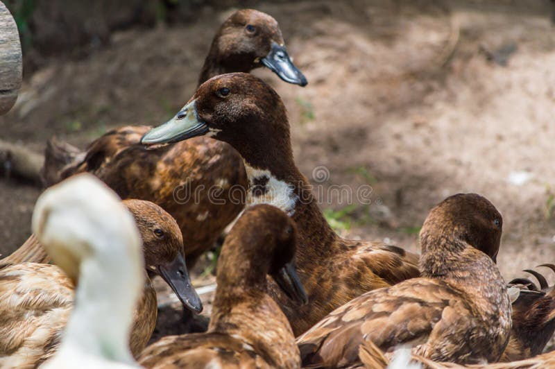 Duck Chase Field. stock image. Image of field, herd, grass - 32373155