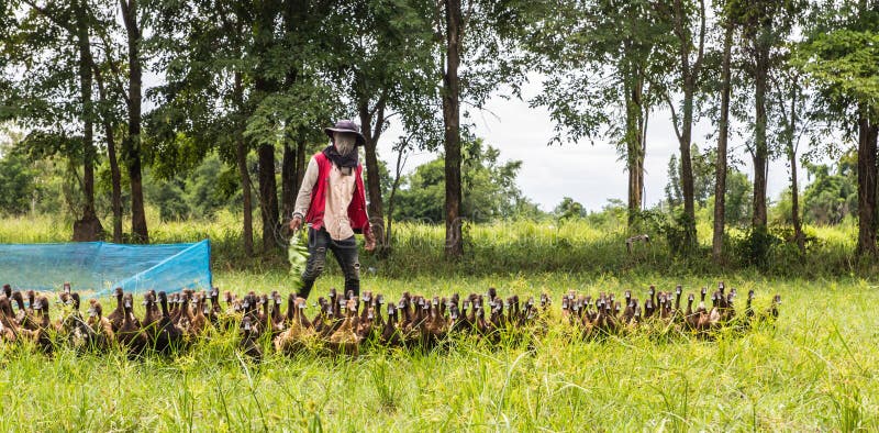 Duck Chase Field, Duck Eggs Thailand Stock Photo - Image of small ...
