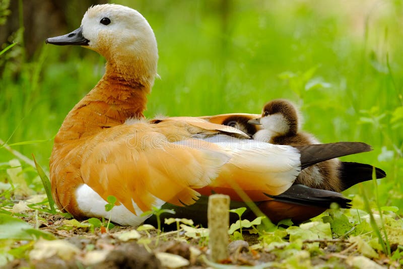 Duck with chick stock image. Image of ferruginea, tadorna - 72717733