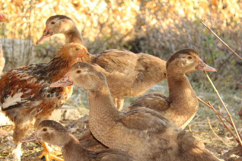 The duck and chicken stock image. Image of animals, chicken - 61234007