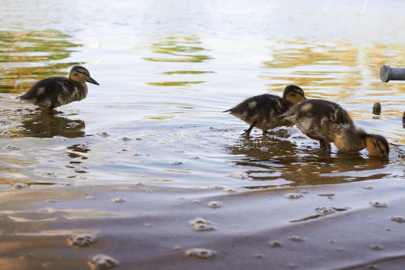 Duck Chickens with Duck in Water Stock Image - Image of baby, small ...