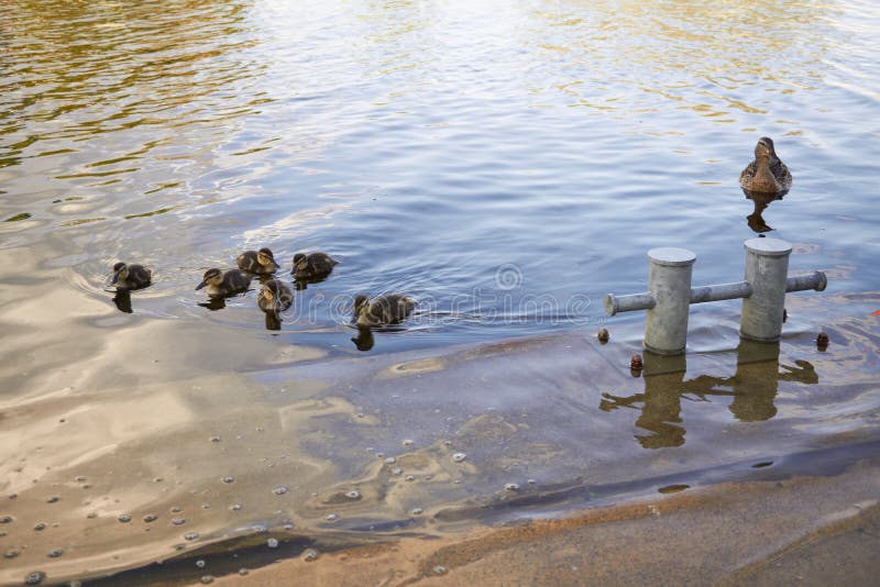 Duck Chickens with Duck in Water Stock Photo - Image of nature, beak ...
