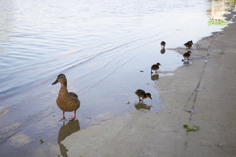 Duck Chickens with Duck in Water Stock Image - Image of bird, farm ...