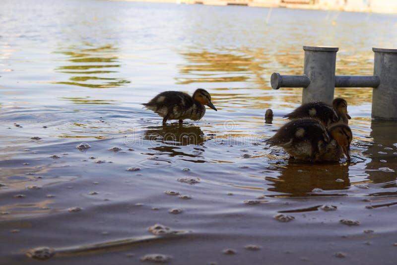 Duck Chickens with Duck in Water Stock Photo - Image of beautiful ...