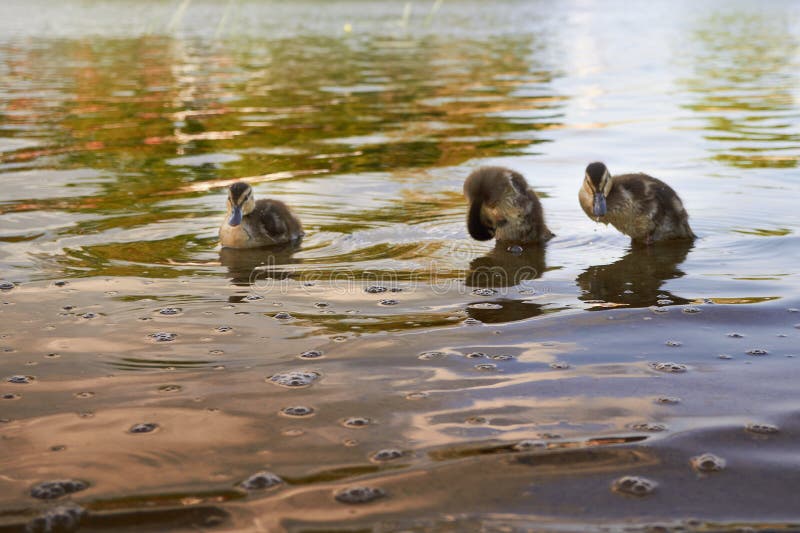 Duck Chickens with Duck in Water Stock Photo - Image of float, juvenile ...
