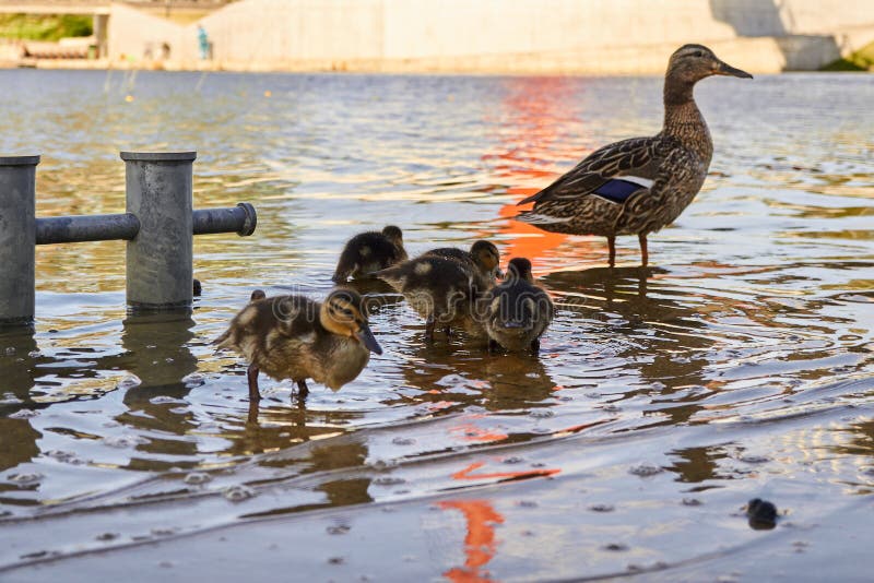 Duck Chickens with Duck in Water Stock Photo - Image of chick, brown ...