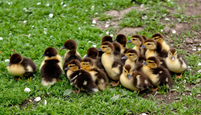 Duck chickens stock image. Image of breed, family, small - 51428495