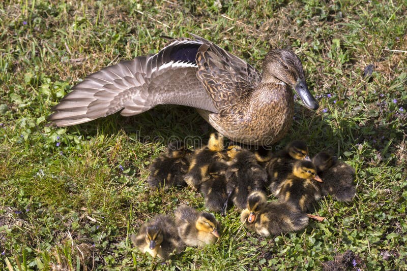 Duck with Chicks in Holland Stock Image - Image of chick, holland: 93212017