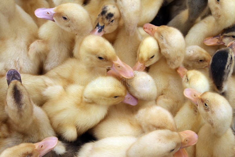 Duck chicks stock photo. Image of fluffy, closed, cute - 40021196