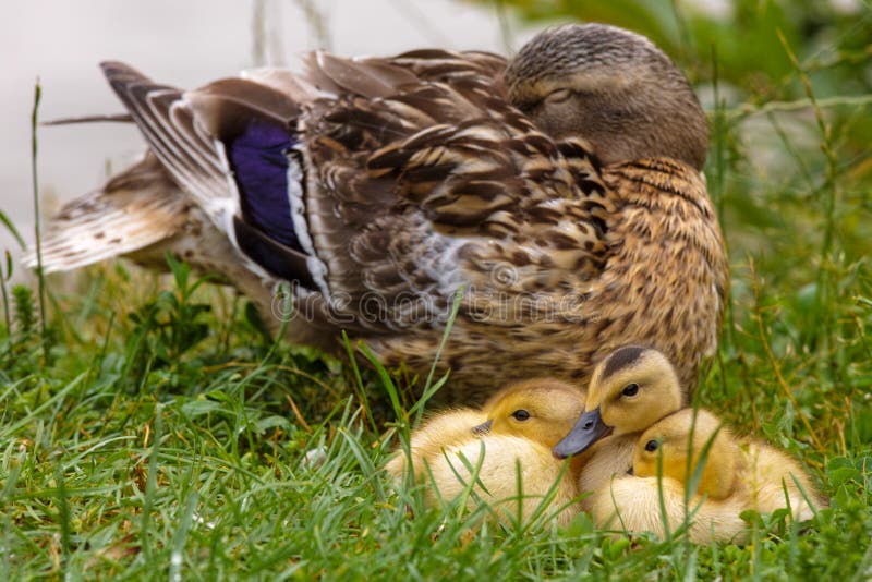 Duck with chicks stock photo. Image of duck, animal, family - 73777028