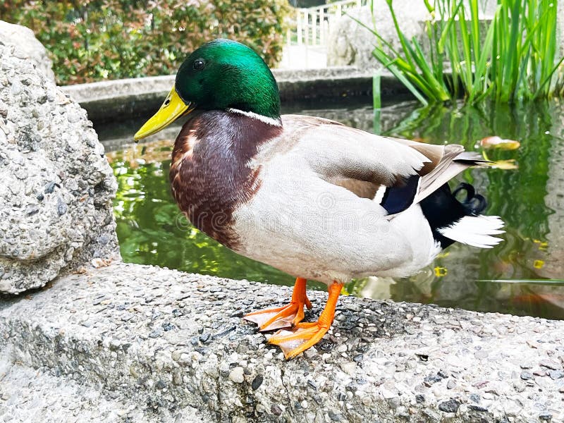 A duck chilling stock photo. Image of beak, poultry - 364089342