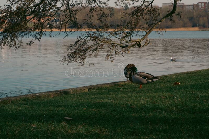 The Duck in the City Lake or the Pound. Animals in the Wild. Ducks on ...