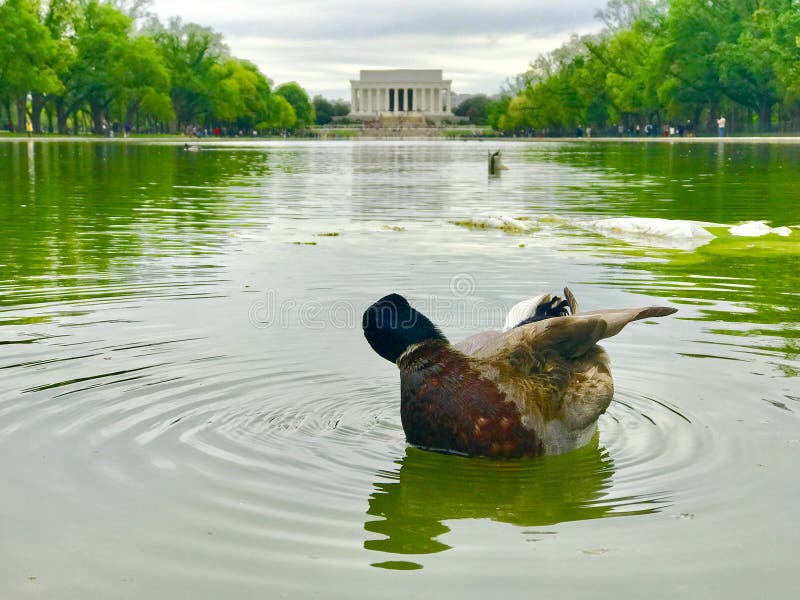 A Duck Clean Feather at Reflecting Pool in Washington DC Stock Image ...