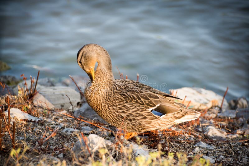 Ducks Tan duck closeup stock image. Image of closeup - 43186517