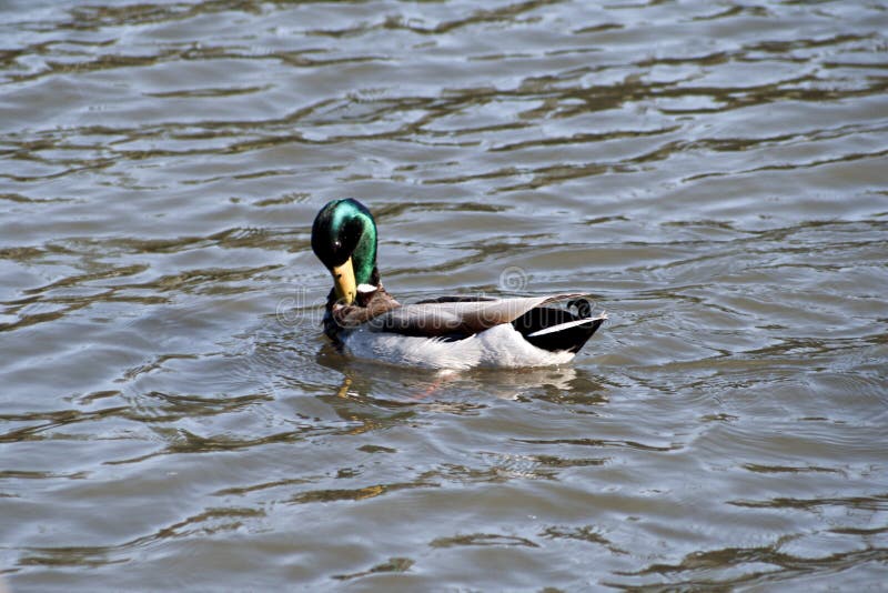 Duck cleaning himself stock image. Image of reflection - 180031399