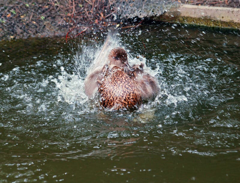 Duck cleaning his feathers stock image. Image of pond - 63178077