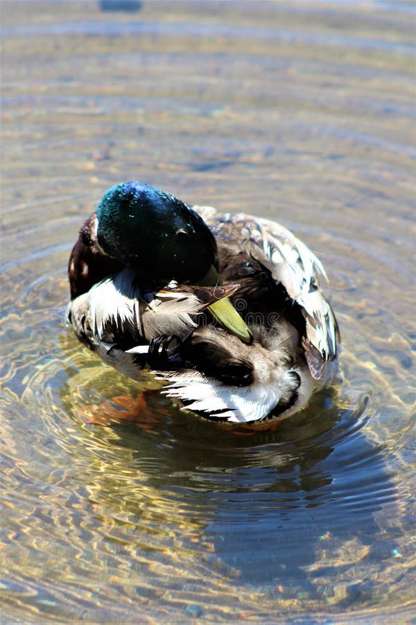 Duck stock image. Image of ducks, pond, meat, green, water - 91718423