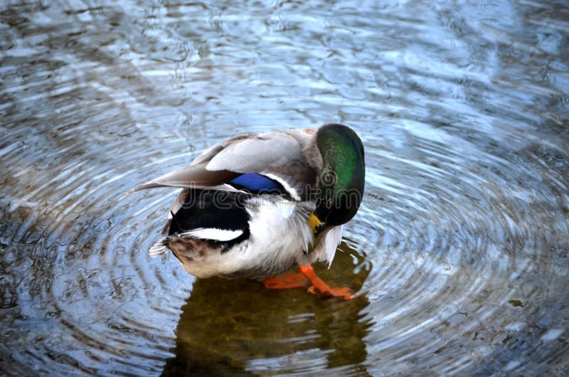 Duck cleaning stock image. Image of tail, beak, smooth - 31399389