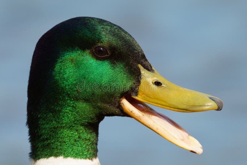 Duck Cleaning Playing in Water Stock Photo - Image of organism, aachen ...