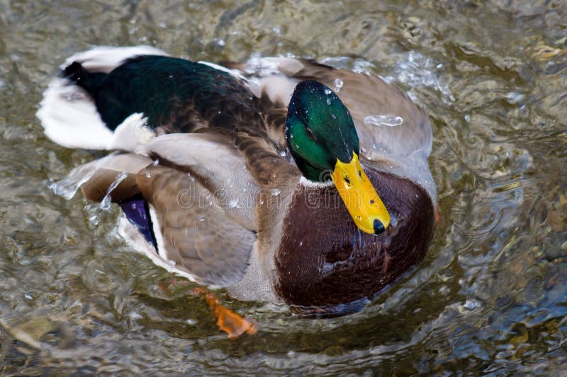 Duck Cleaning Plumage stock photo. Image of lake, clean - 48552894
