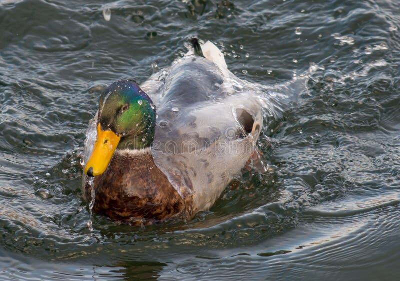 Duck Cleaning Plumage stock image. Image of duck, plumage - 48552915